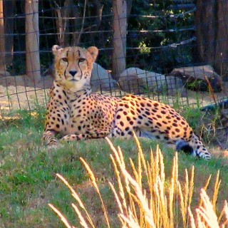 Fun Things to Do With Kids in DC: The National Zoo - Sunshine Whispers