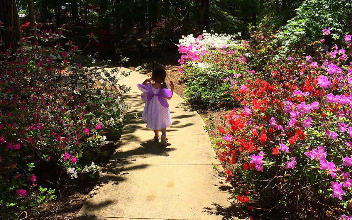7 Completely Whimsical Places to See Azaleas in Maryland - Sunshine ...
