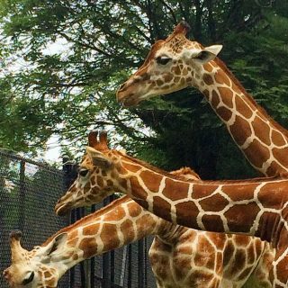 50+ Family Friendly Things To Do In Baltimore With Kids - Sunshine Whispers