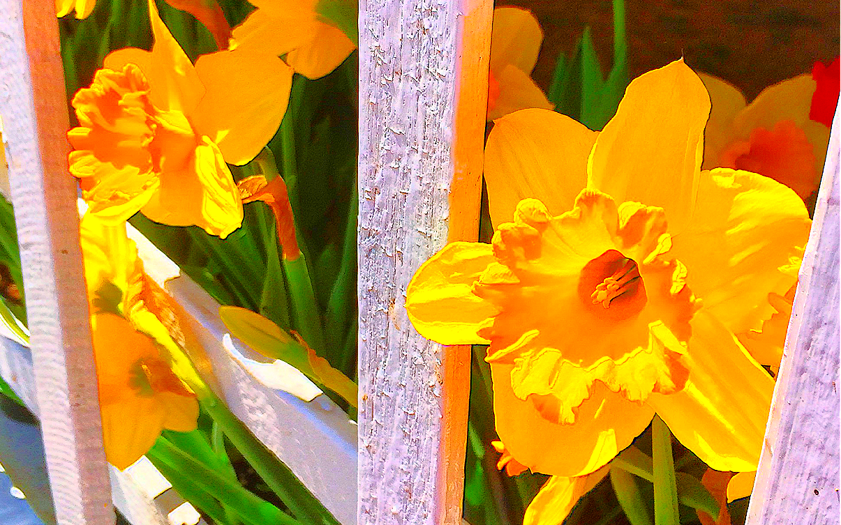 10 Delightful Places to See Daffodils in Maryland, DC, and Virginia