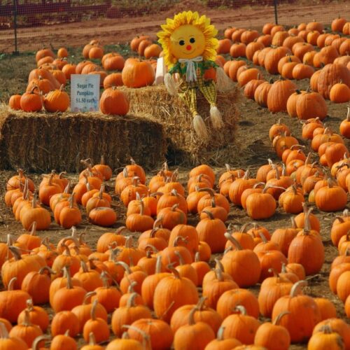 20 Easy Ways to Enjoy the Fall Weather as a Family - Sunshine Whispers