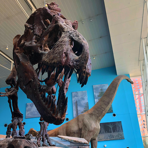 The Ultimate Guide to the Maryland Science Center