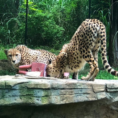 The Ultimate Guide to The Maryland Zoo In Baltimore - Sunshine Whispers
