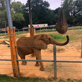 The Ultimate Guide to The Maryland Zoo In Baltimore - Sunshine Whispers
