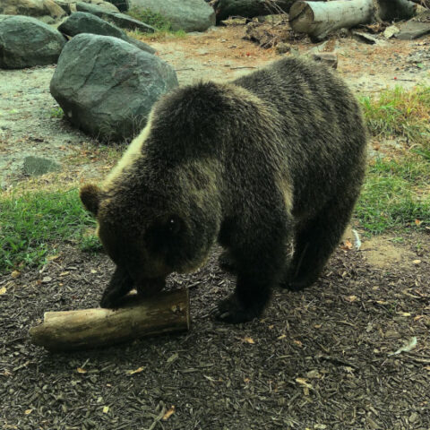 The Ultimate Guide to The Maryland Zoo In Baltimore - Sunshine Whispers