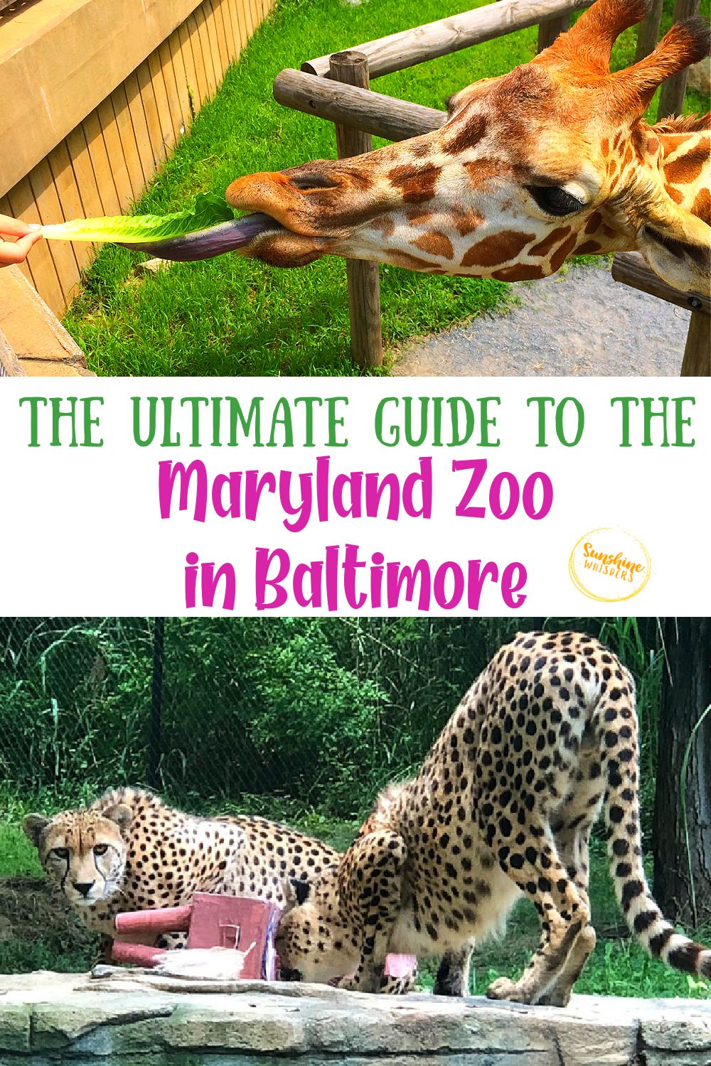The Ultimate Guide to The Maryland Zoo In Baltimore - Sunshine Whispers