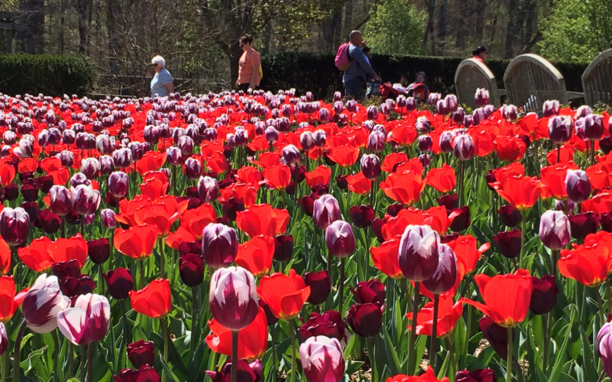 11 Fantastic Places to See Tulips in Maryland, DC, and Virginia