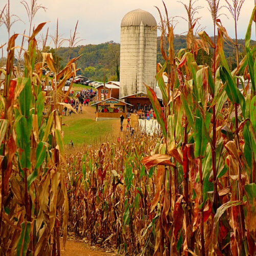 24 Super Fun Corn Mazes In Maryland to Get Lost In! (2023)