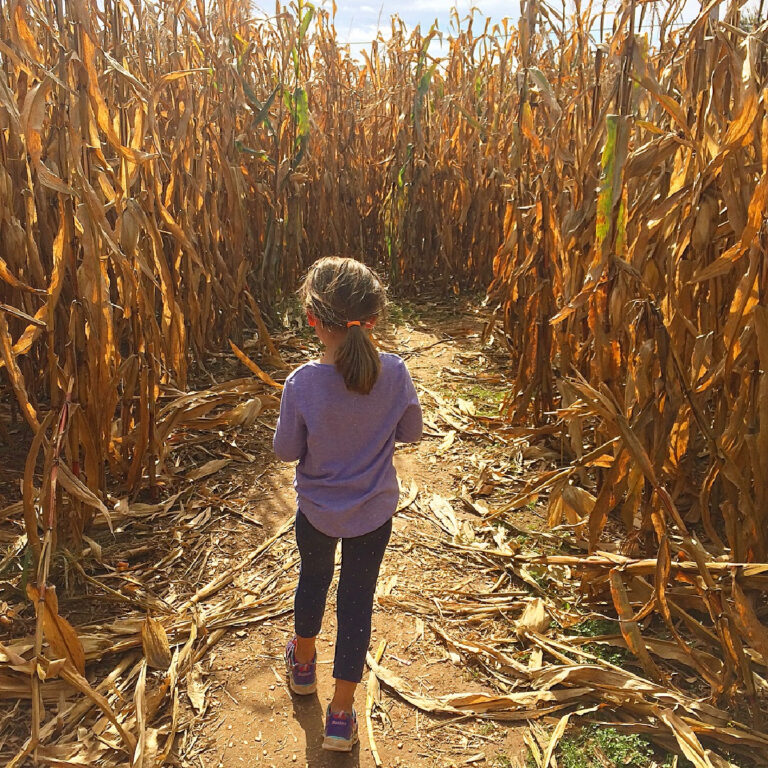 24 Super Fun Corn Mazes In Maryland to Get Lost In! (2023)