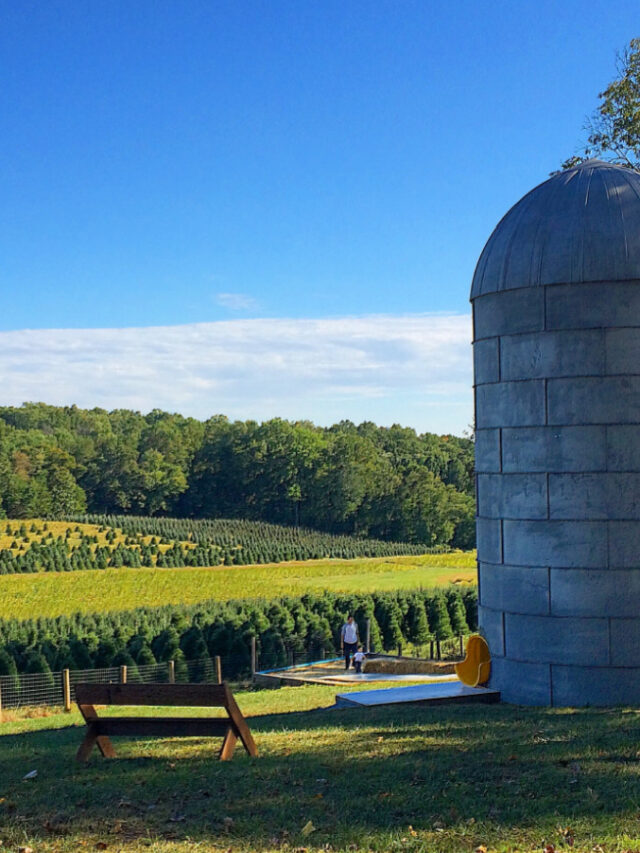 10 Reasons Why The Gaver Farm Fall Festival Is So Fun Sunshine Whispers