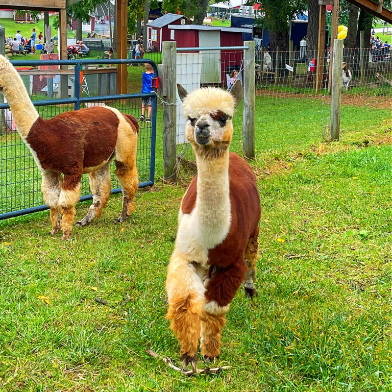 10+ Reasons Why the Gaver Farm Fall Festival Really Packs in the Fun!