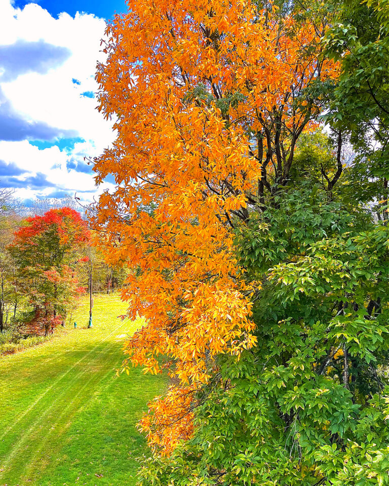 The Absolute Best Places To See Fall Foliage In Maryland - Sunshine ...
