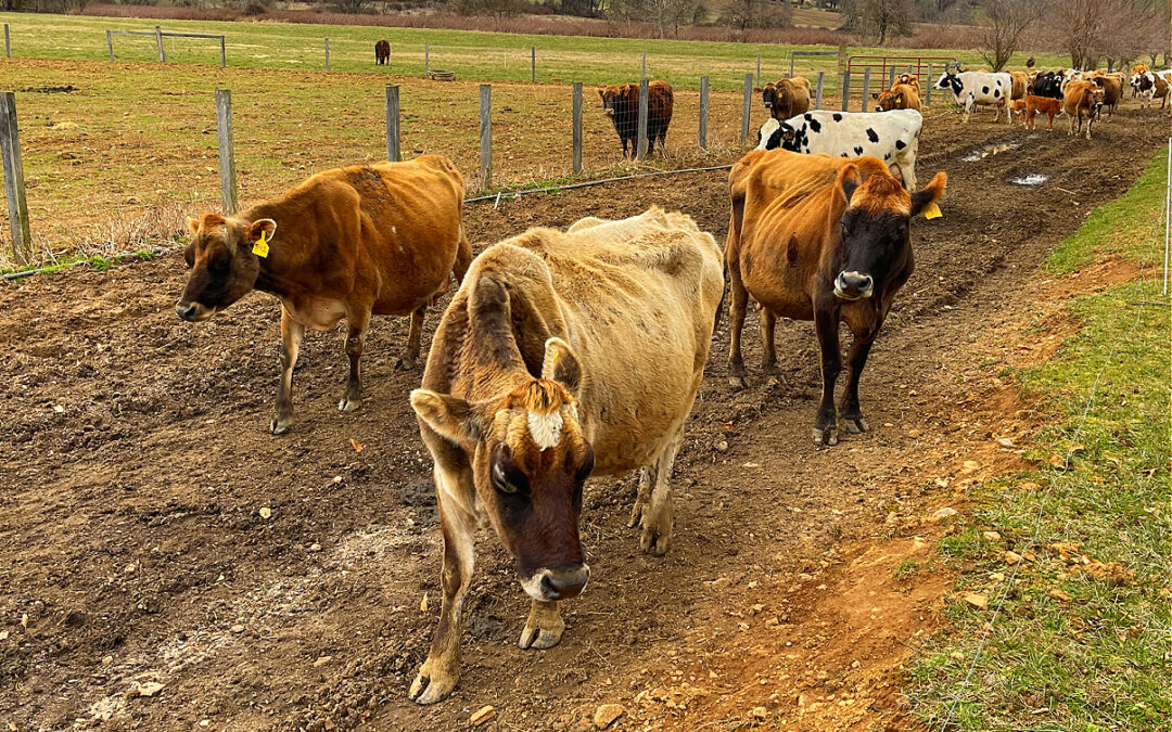 Family Fun at Prigel Family Creamery in Baltimore County - Sunshine ...