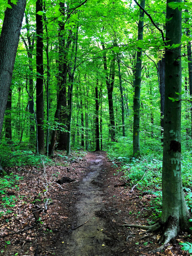 Double Rock Park In Parkville Kid Friendly Trail Guide - Sunshine Whispers