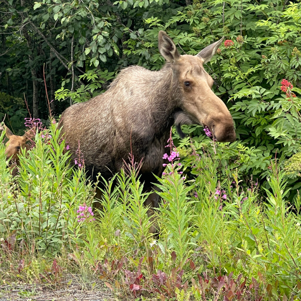 Summer in Alaska: The Best Activities and Experiences - Sunshine Whispers