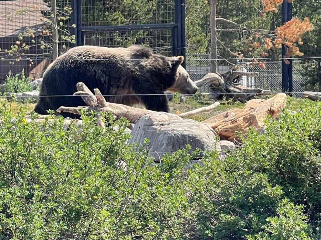 🐻 Grizzly and Wolf Discovery Center Review: A Must-See Stop in West ...