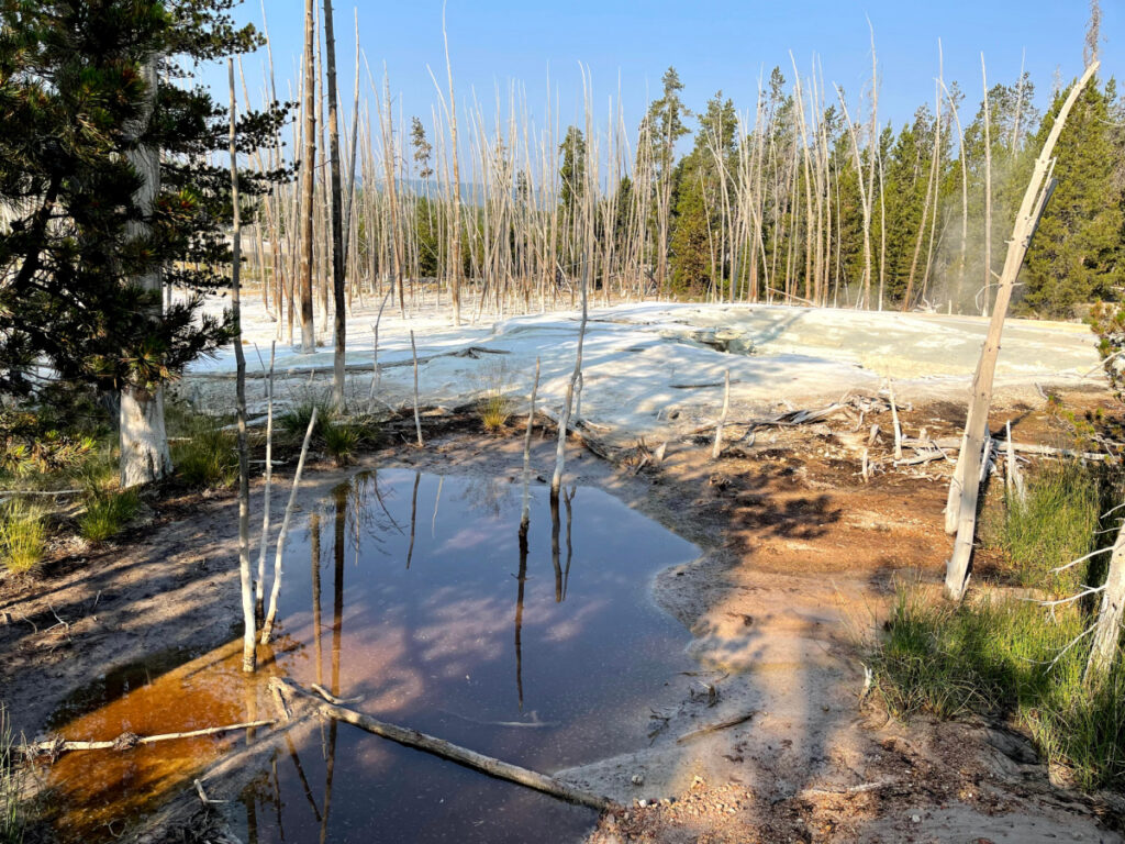 The Complete Guide to Norris Geyser Basin in Yellowstone National Park ...