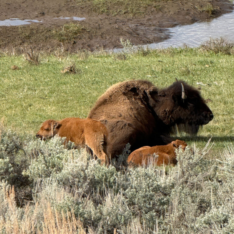 Wildlife in Yellowstone National Park: Best Places, Seasons, and Tips ...