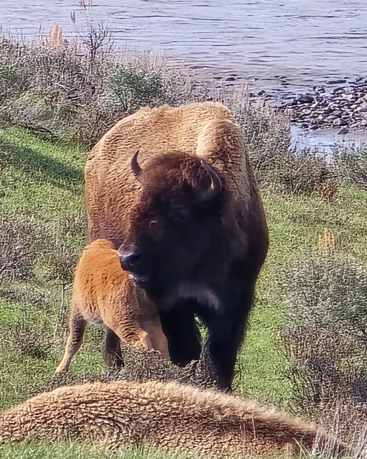 Lamar Valley: The Best Place to Spot Wildlife in Yellowstone - Sunshine ...