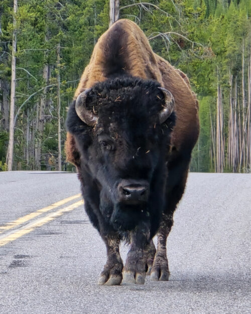 Wildlife in Yellowstone National Park: Best Places, Seasons, and Tips ...