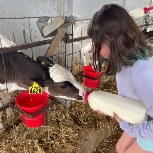 South Mountain Creamery Guide: Ice Cream, Calf Feeding & Family Fun ...