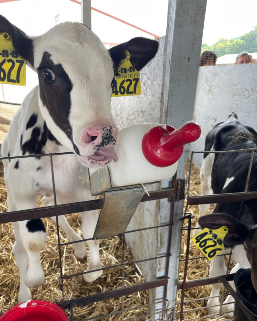 South Mountain Creamery Guide: Ice Cream, Calf Feeding & Family Fun ...