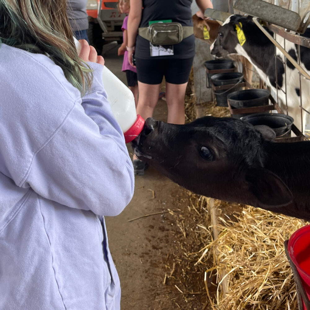 South Mountain Creamery Guide: Ice Cream, Calf Feeding & Family Fun ...