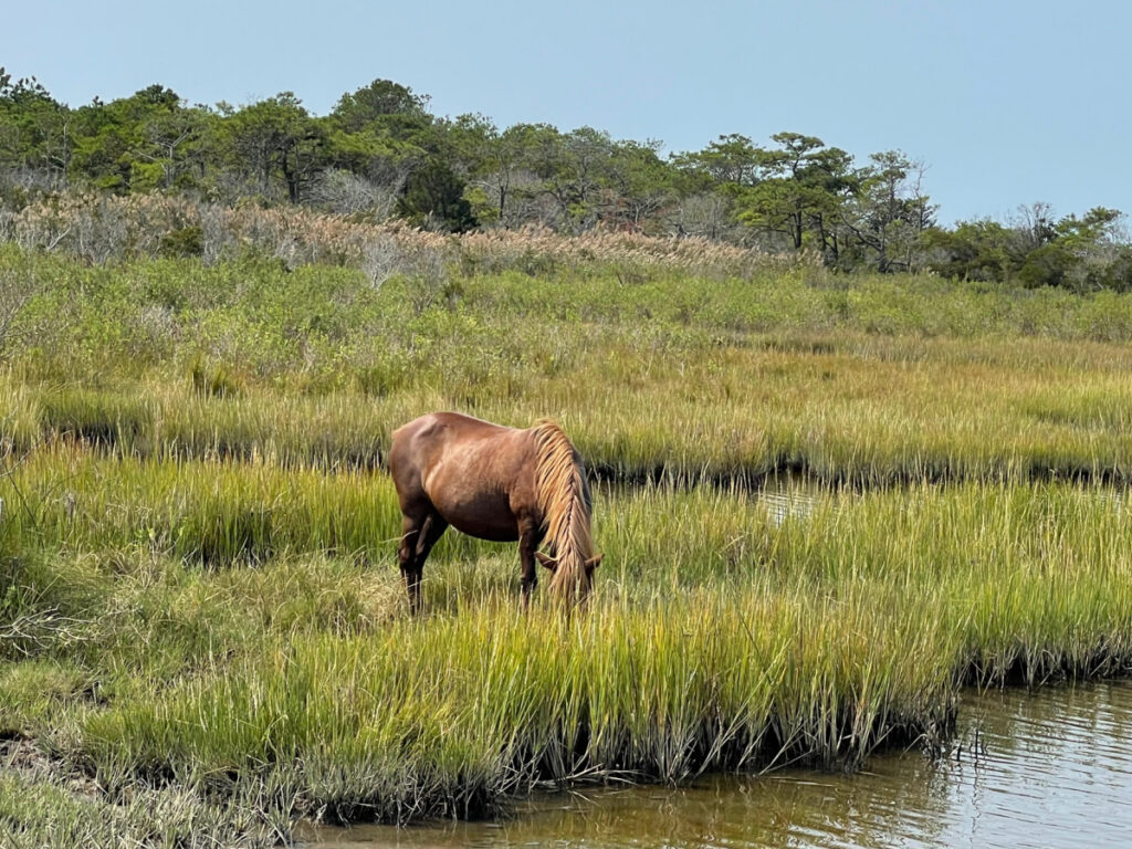 Assateague Island National Seashore & Assateague State Park: A Maryland ...