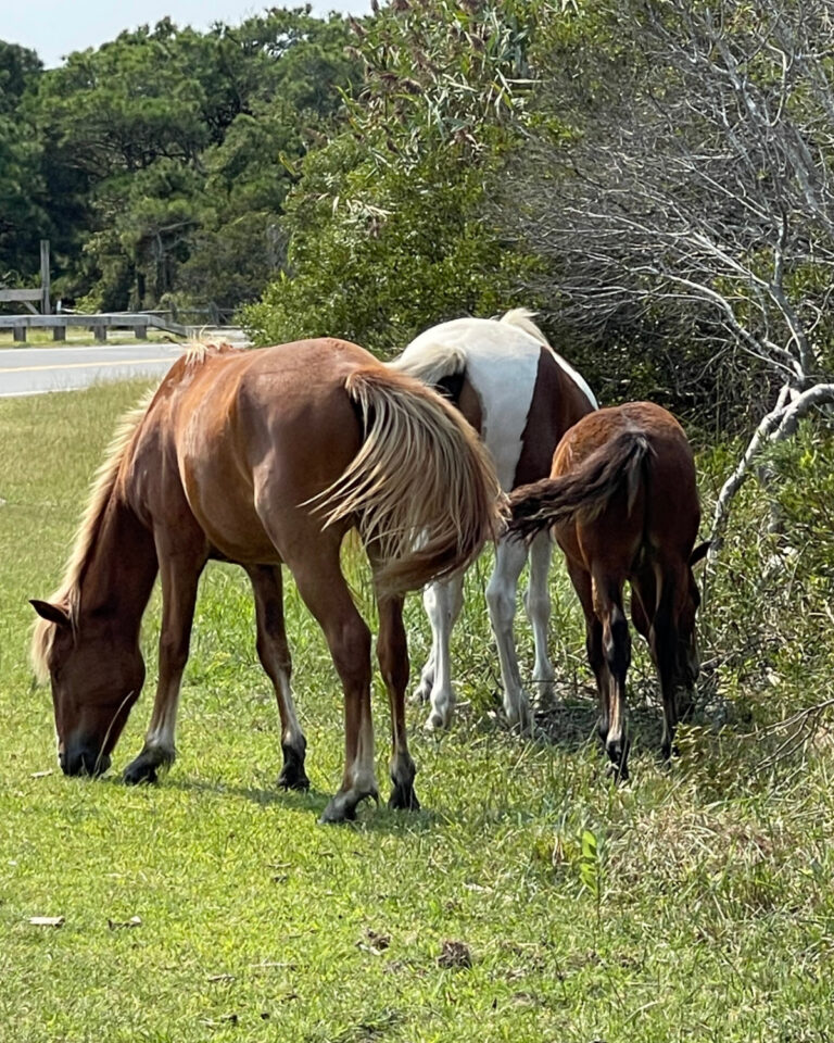 Assateague Island National Seashore & Assateague State Park: A Maryland ...