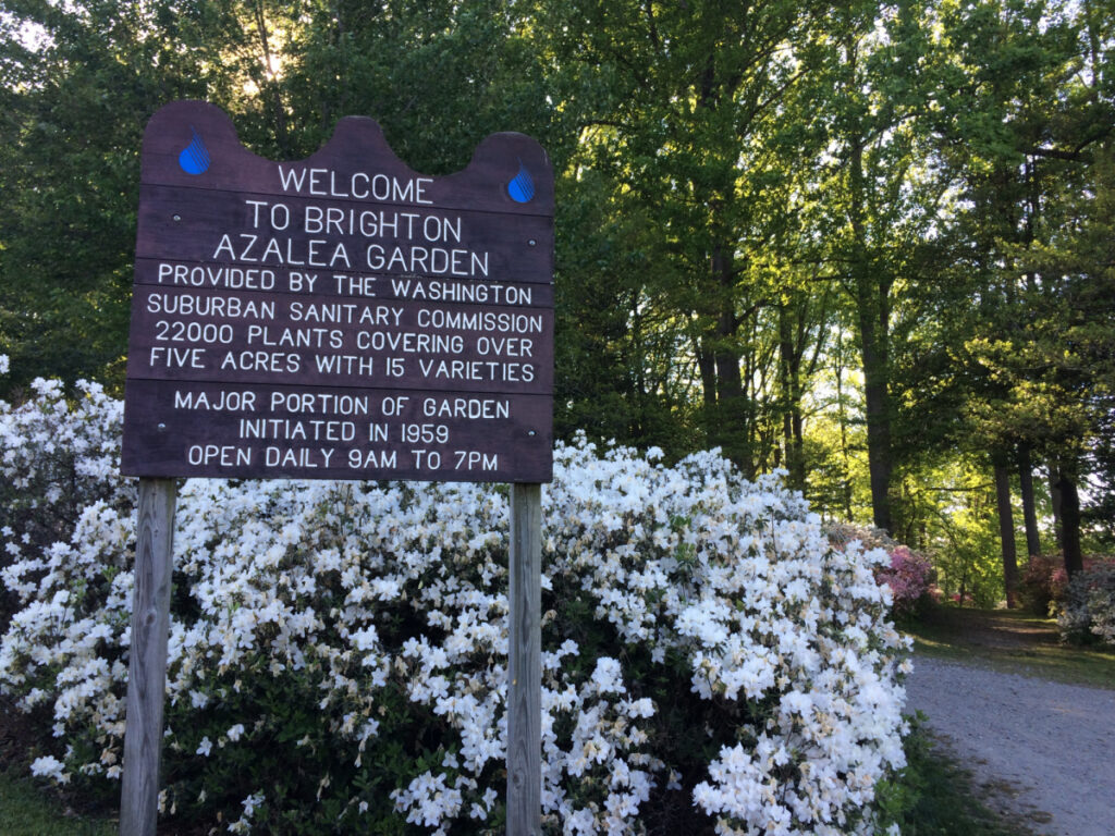 Brighton Dam Azalea Garden in Maryland: When to Go, What to Know & Why ...