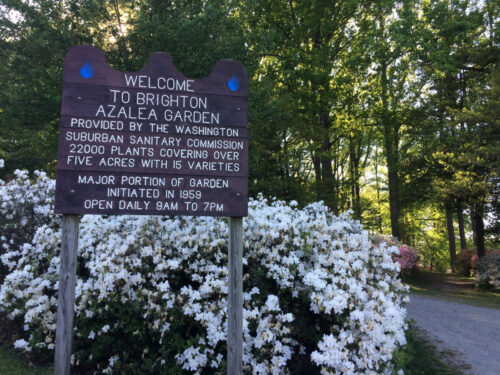 Brighton Dam Azalea Garden in Maryland: When to Go, What to Know & Why ...