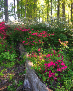 Brighton Dam Azalea Garden in Maryland: When to Go, What to Know & Why ...