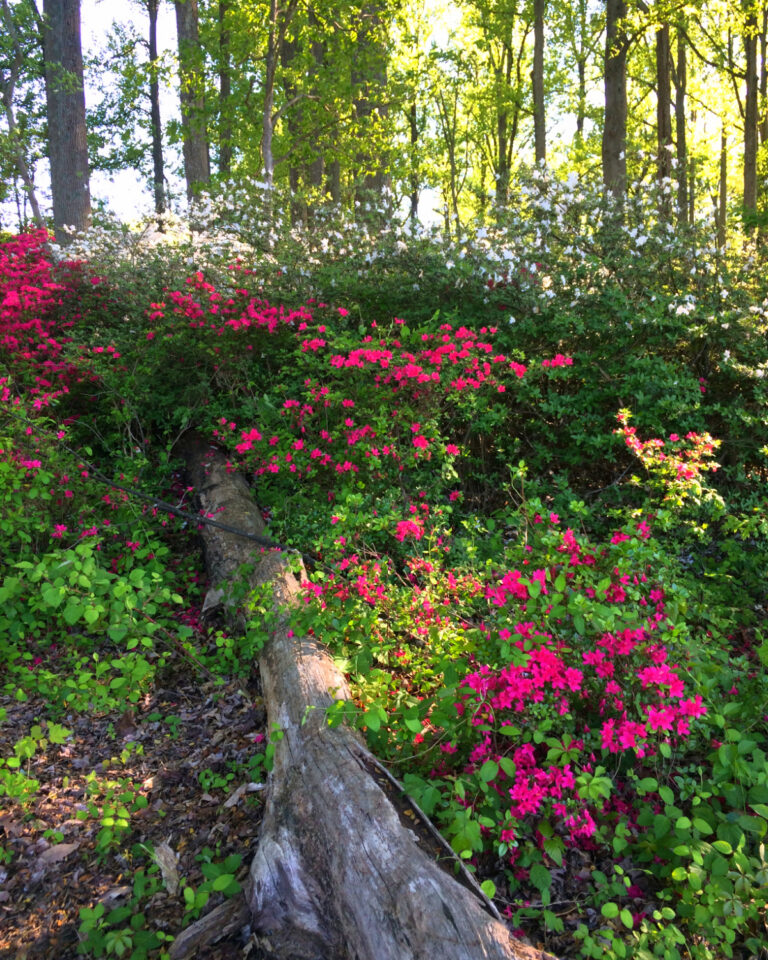 Brighton Dam Azalea Garden in Maryland: When to Go, What to Know & Why ...