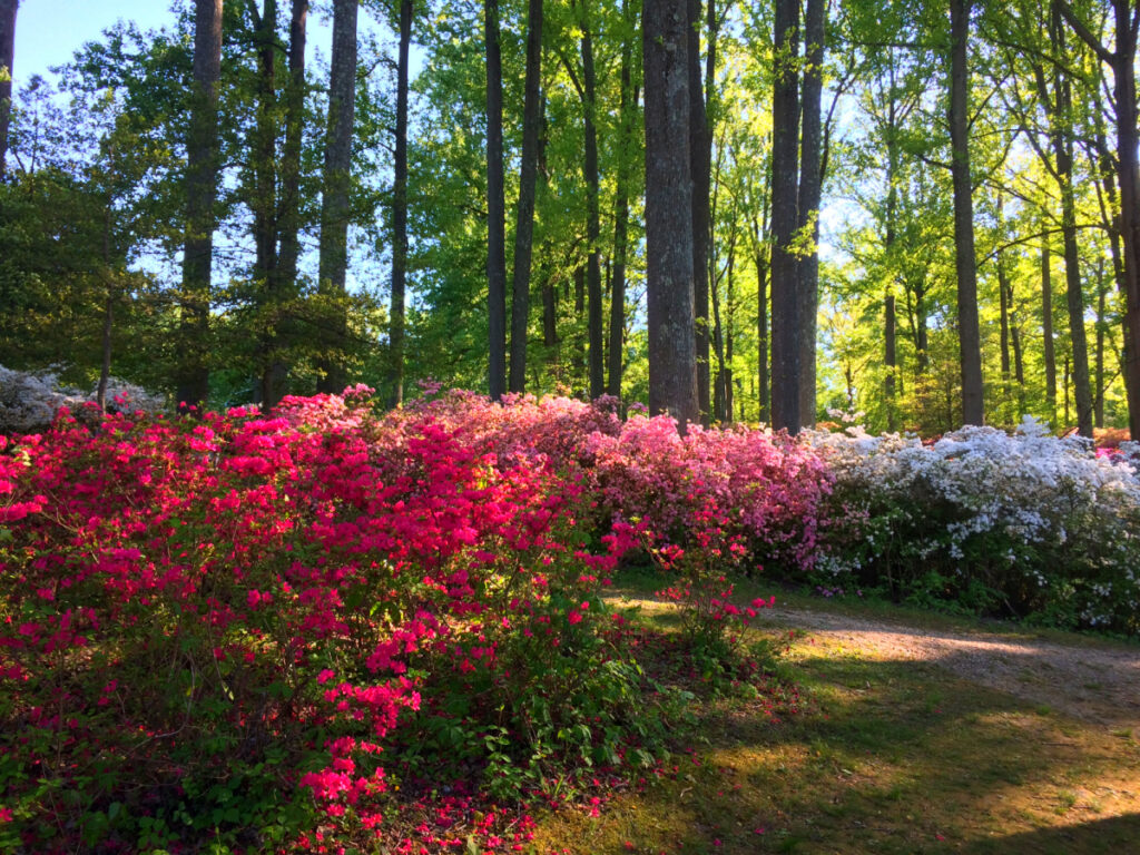 Brighton Dam Azalea Garden in Maryland: When to Go, What to Know & Why ...