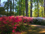 Brighton Dam Azalea Garden in Maryland: When to Go, What to Know & Why ...