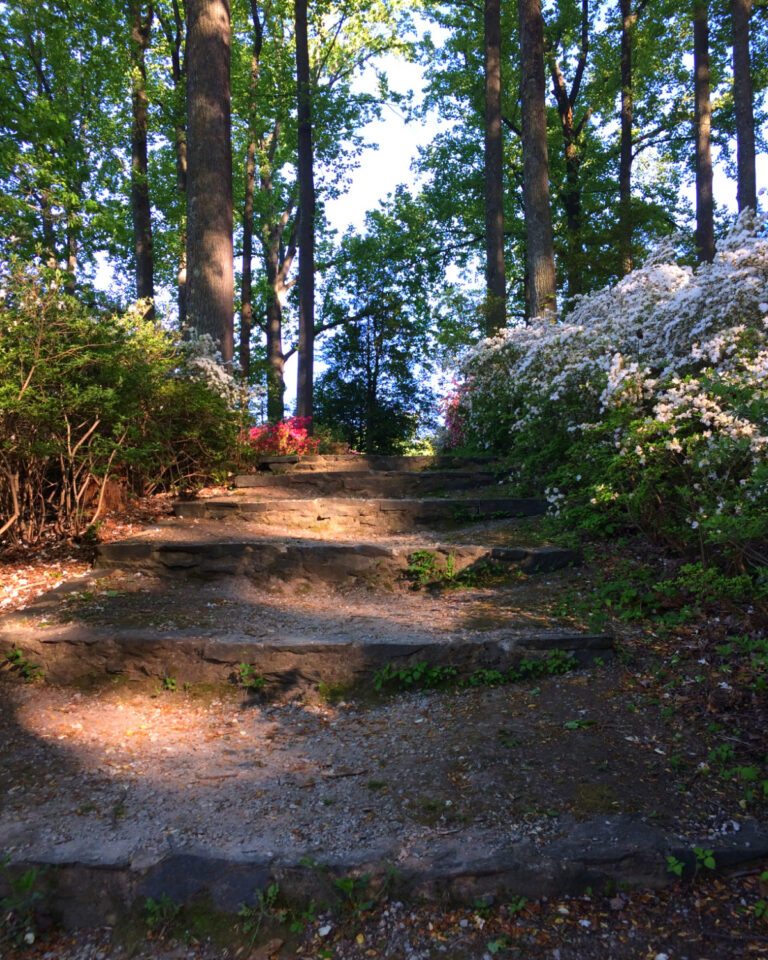 Brighton Dam Azalea Garden in Maryland: When to Go, What to Know & Why ...