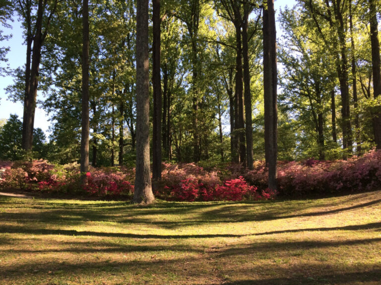 Brighton Dam Azalea Garden in Maryland: When to Go, What to Know & Why ...