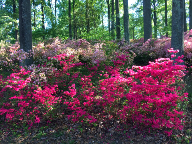 Brighton Dam Azalea Garden in Maryland: When to Go, What to Know & Why ...