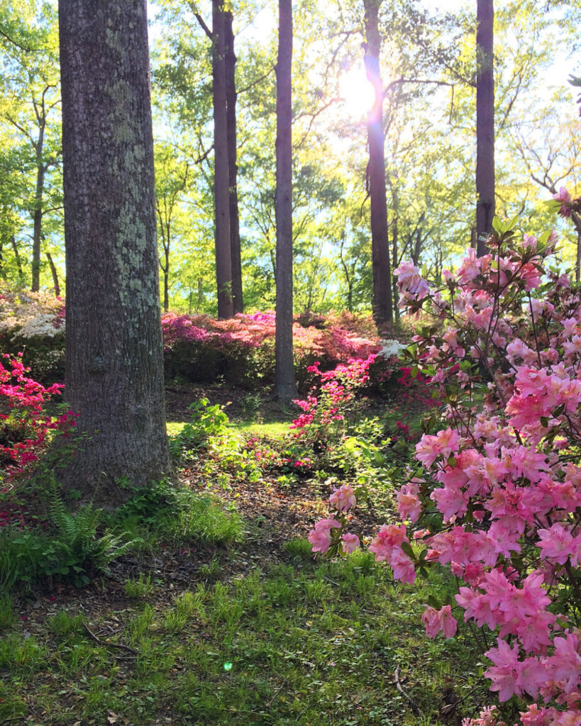 Brighton Dam Azalea Garden in Maryland: When to Go, What to Know & Why ...