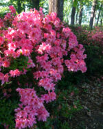 Brighton Dam Azalea Garden in Maryland: When to Go, What to Know & Why ...