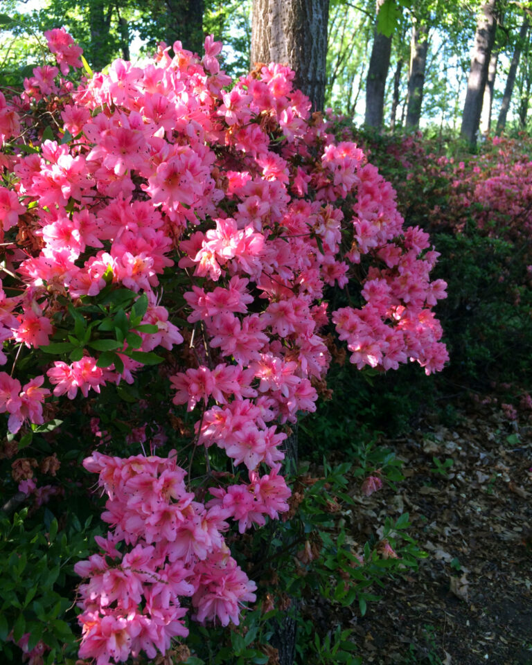 Brighton Dam Azalea Garden in Maryland: When to Go, What to Know & Why ...