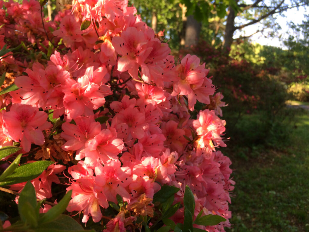 Brighton Dam Azalea Garden in Maryland: When to Go, What to Know & Why ...
