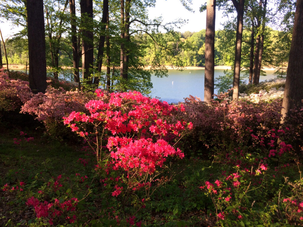 Brighton Dam Azalea Garden in Maryland: When to Go, What to Know & Why ...