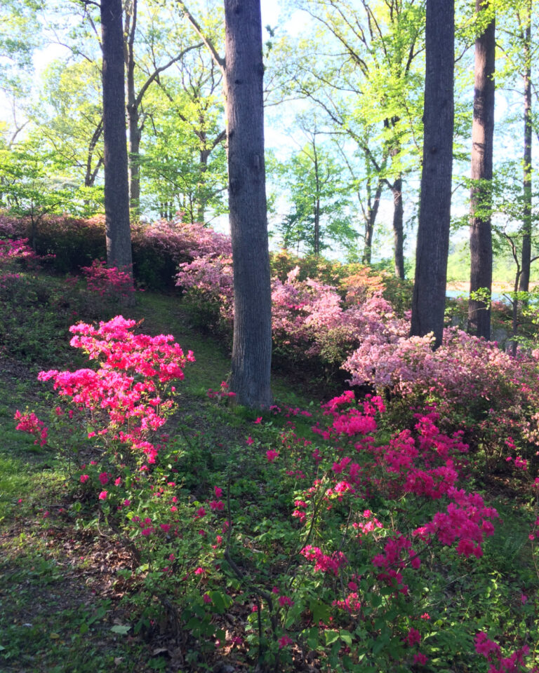 Brighton Dam Azalea Garden in Maryland: When to Go, What to Know & Why ...