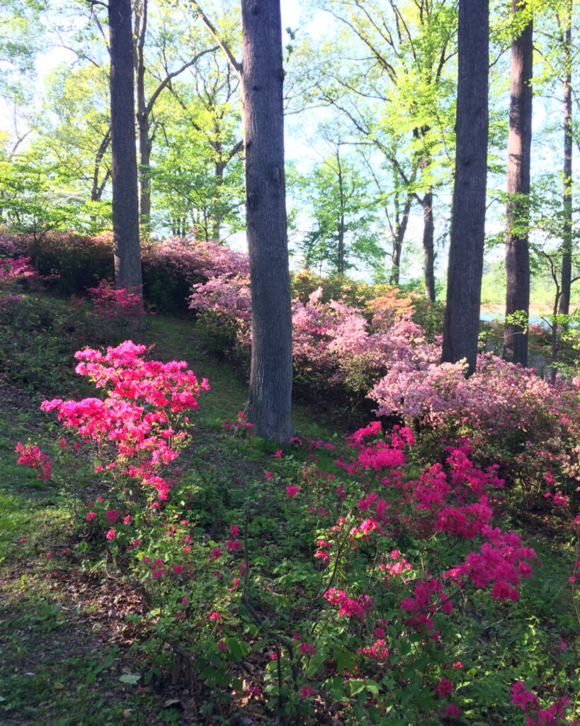 Brighton Dam Azalea Garden in Maryland: When to Go, What to Know & Why ...