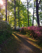 Brighton Dam Azalea Garden in Maryland: When to Go, What to Know & Why ...