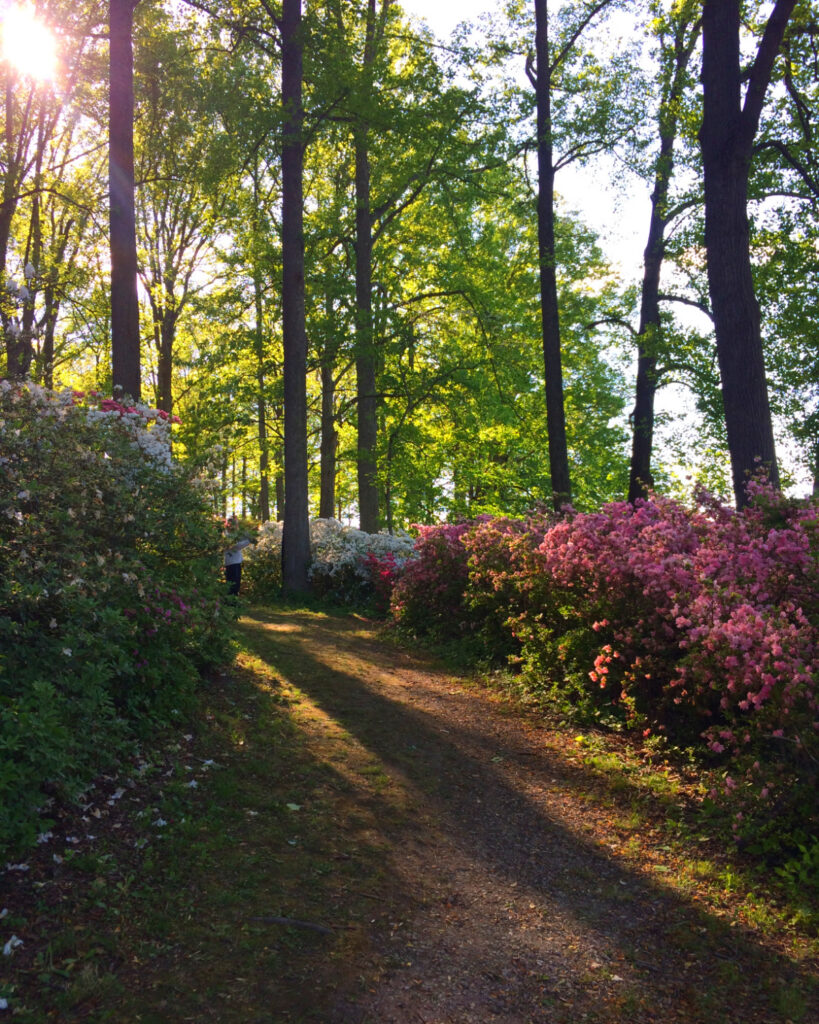 Brighton Dam Azalea Garden in Maryland: When to Go, What to Know & Why ...