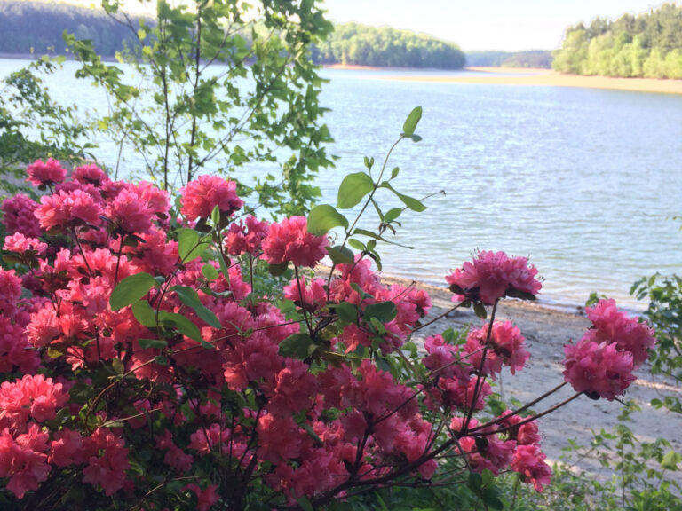 Brighton Dam Azalea Garden in Maryland: When to Go, What to Know & Why ...