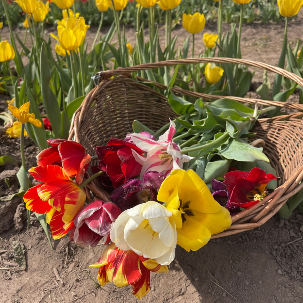 Burnside Farms Festival of Spring: Tulip & Daffodil Fields in Northern ...
