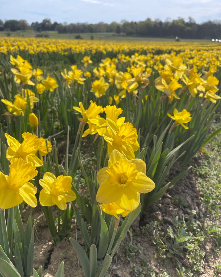 Burnside Farms Festival of Spring: Tulip & Daffodil Fields in Northern ...